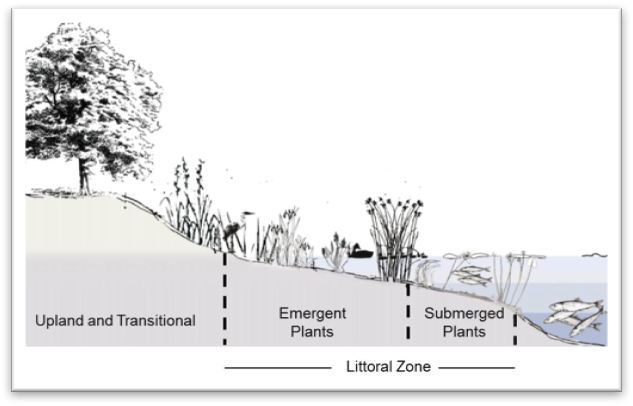 Littoral Zones | Sanibel Communities for Clean Water